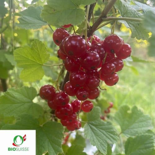 Raisinet Bio Jonkheer van Tets - La pépinière fruitière